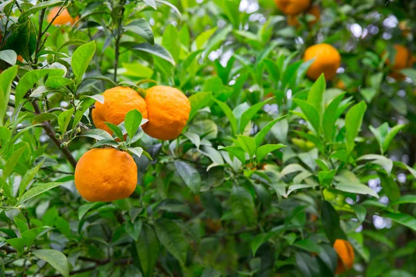 Arbol frutos fotos de stock, imágenes de Arbol frutos sin royalties ...