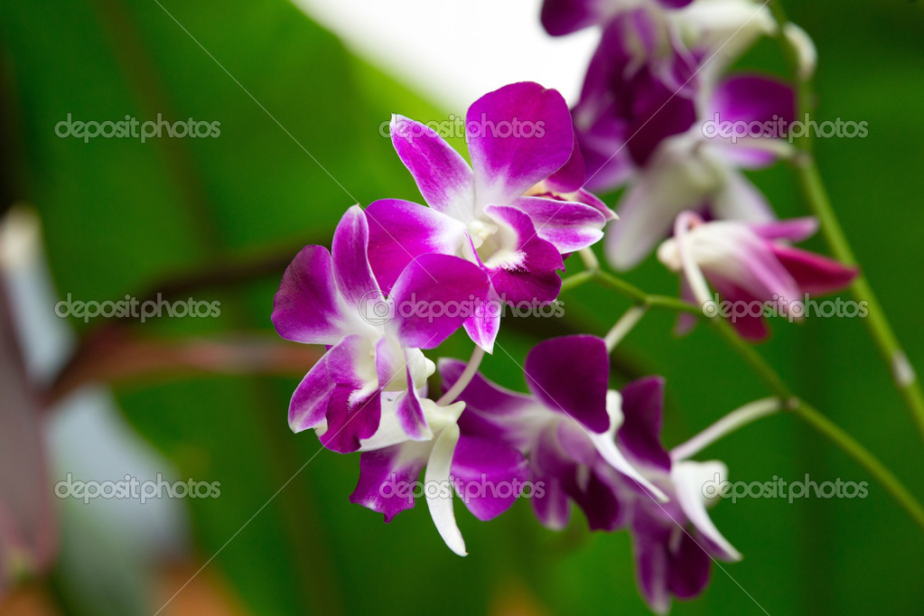 Orchid Stock Photo by ©Pakhnyushchyy 31098697
