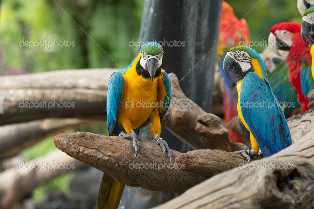 Parrots Stock Photo by ©Pakhnyushchyy 31199671