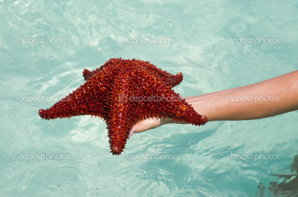 Starfish in hand Stock Photo by ©Pakhnyushchyy 31201201