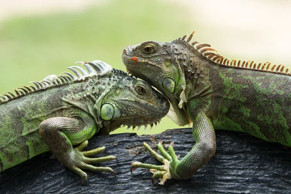 Legwany Stock Photos, Royalty Free Legwany Images | Depositphotos