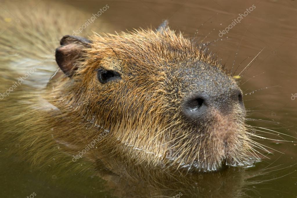 Capybara Mouth
