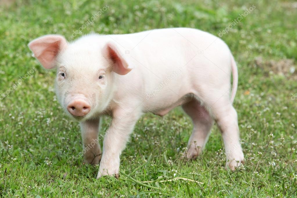 Mladé prase — Stock Fotografie © Pakhnyushchyy #47495981