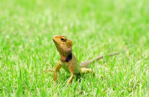 Lagarto corriente Stock Photos, Royalty Free Lagarto corriente Images ...