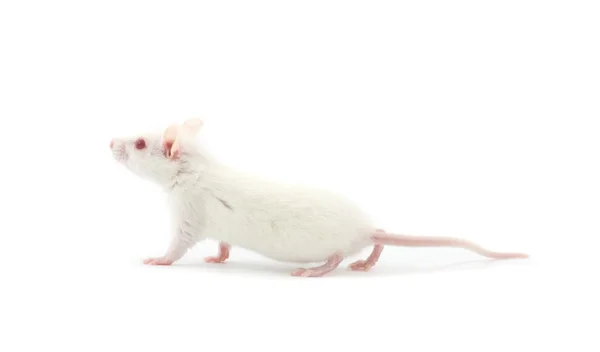 Souris blanche images libres de droit, photos de Souris blanche ...
