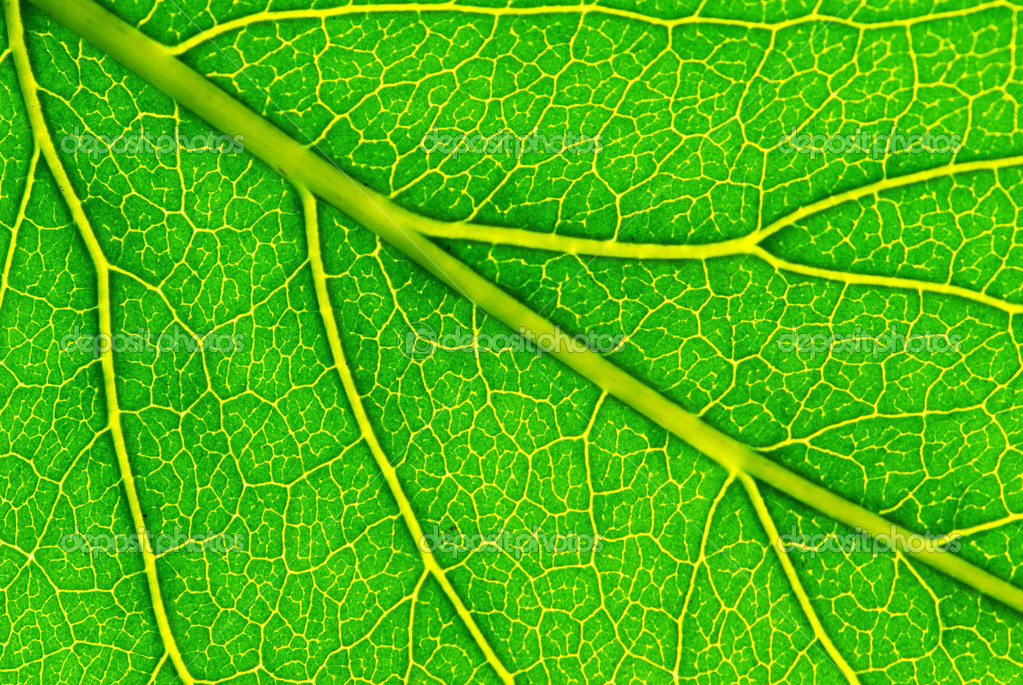 Structure of leaf Stock Photo by ©Pakhnyushchyy 50846717