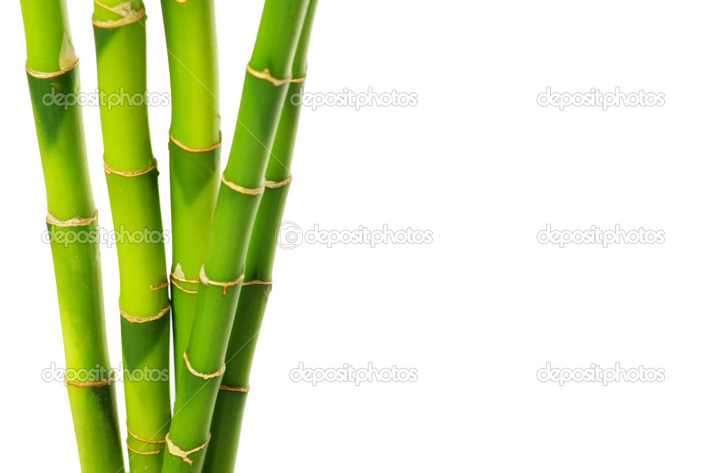 Bamboo branches Stock Photo by ©Pakhnyushchyy 50847185