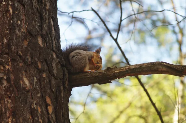 Tired squirrel Stock Photos, Royalty Free Tired squirrel Images ...