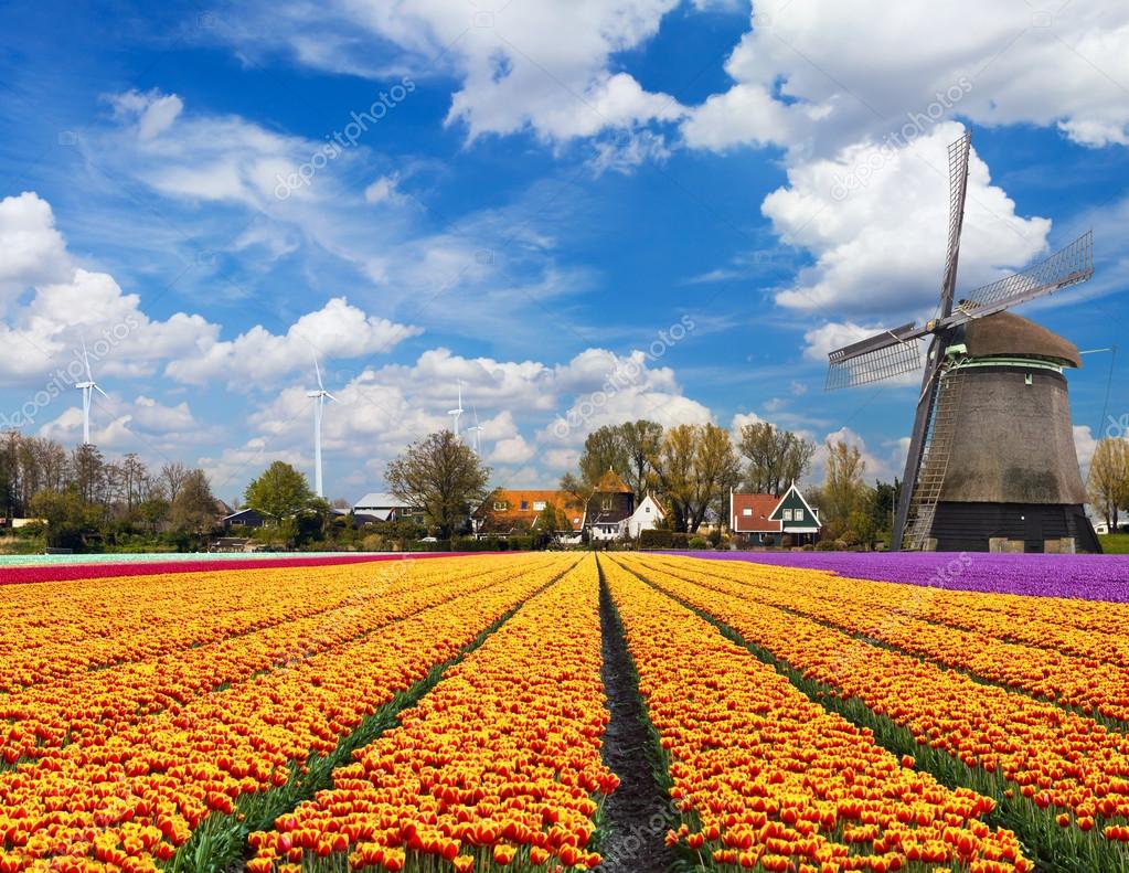 Dutch landscape Stock Photo by ©olgysha 18094443