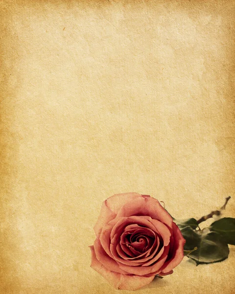 Old paper background, vintage rose — Stock Photo © Irochka #5118738