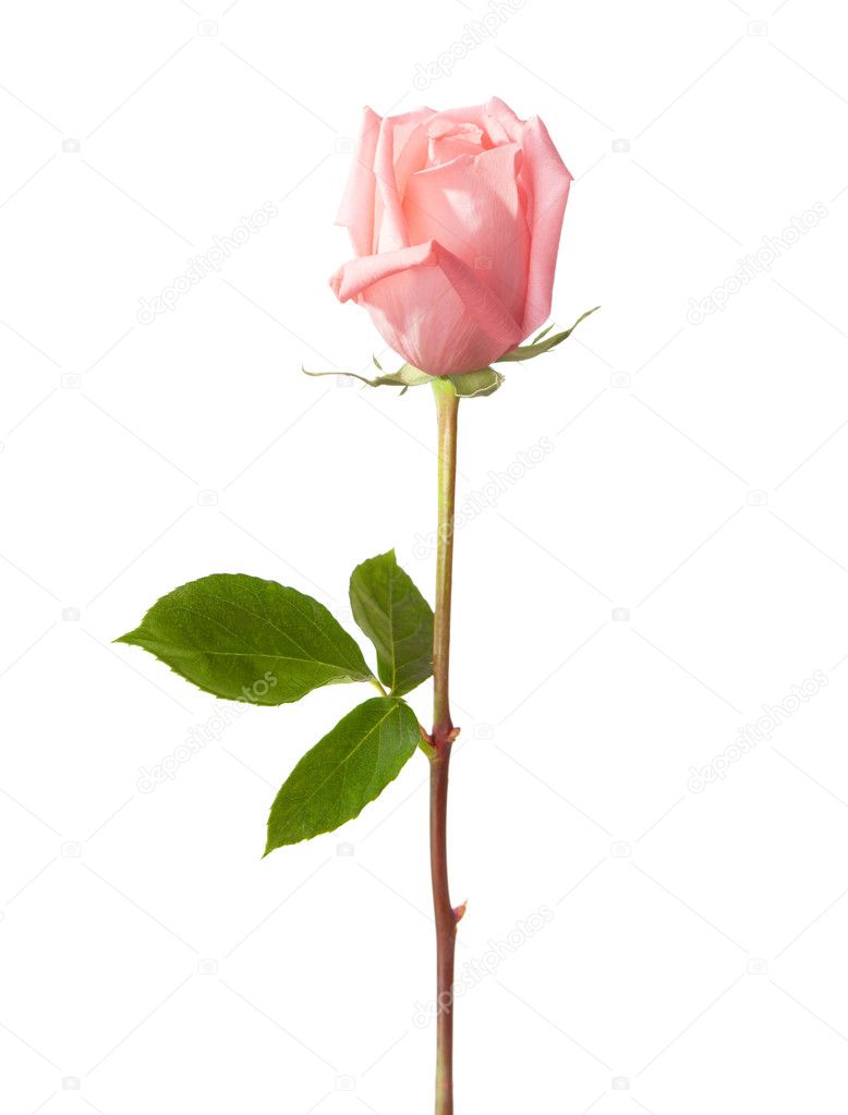Light pink rose Stock Photo by ©antonel 39432689