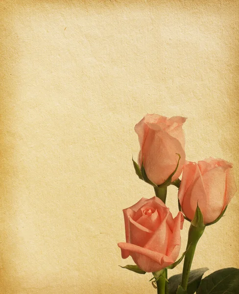 Paper texture with roses — Stock Photo © antonel #53193405