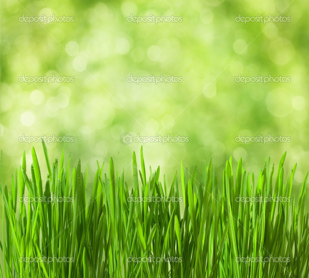 Pasto verde con — Fotos de Stock © antonel #41306569