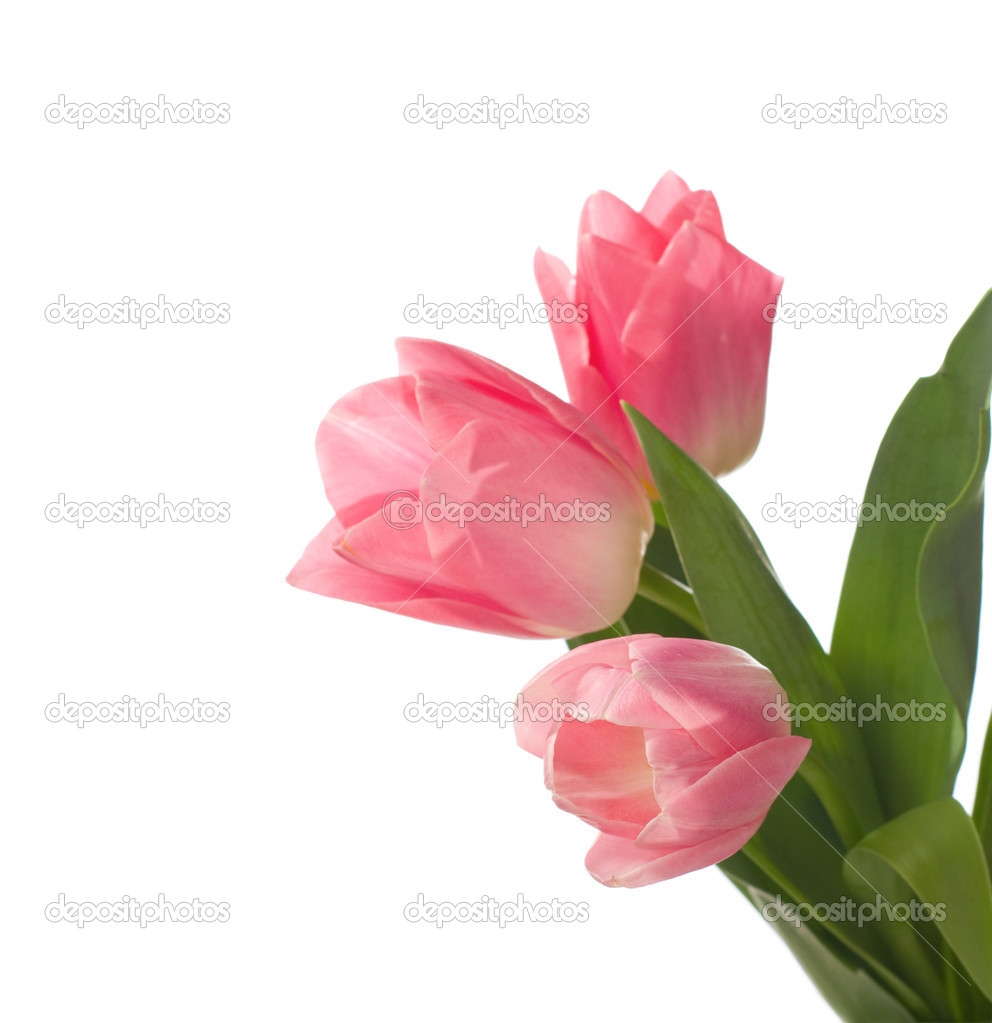 Three pink tulips Stock Photo by ©antonel 41307459