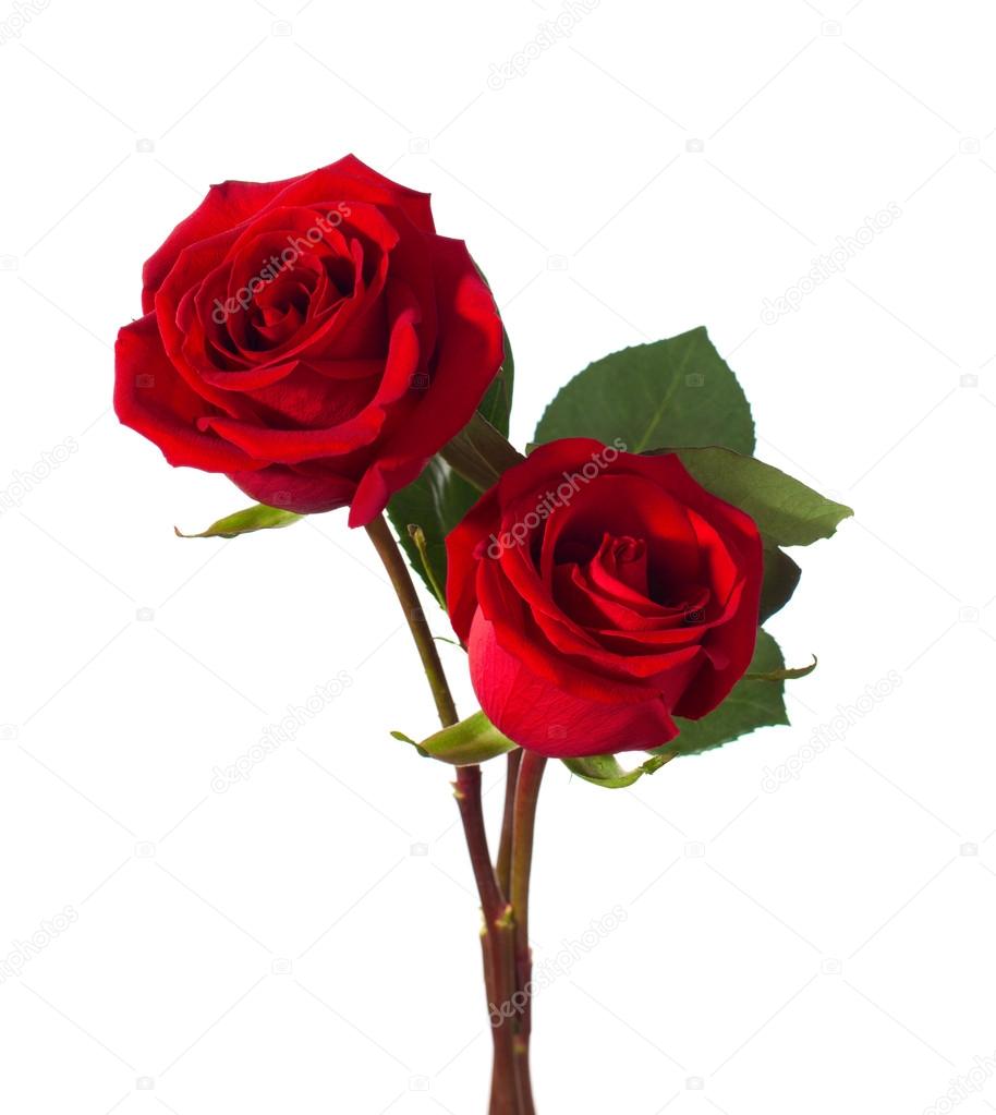 Two Red Roses Together