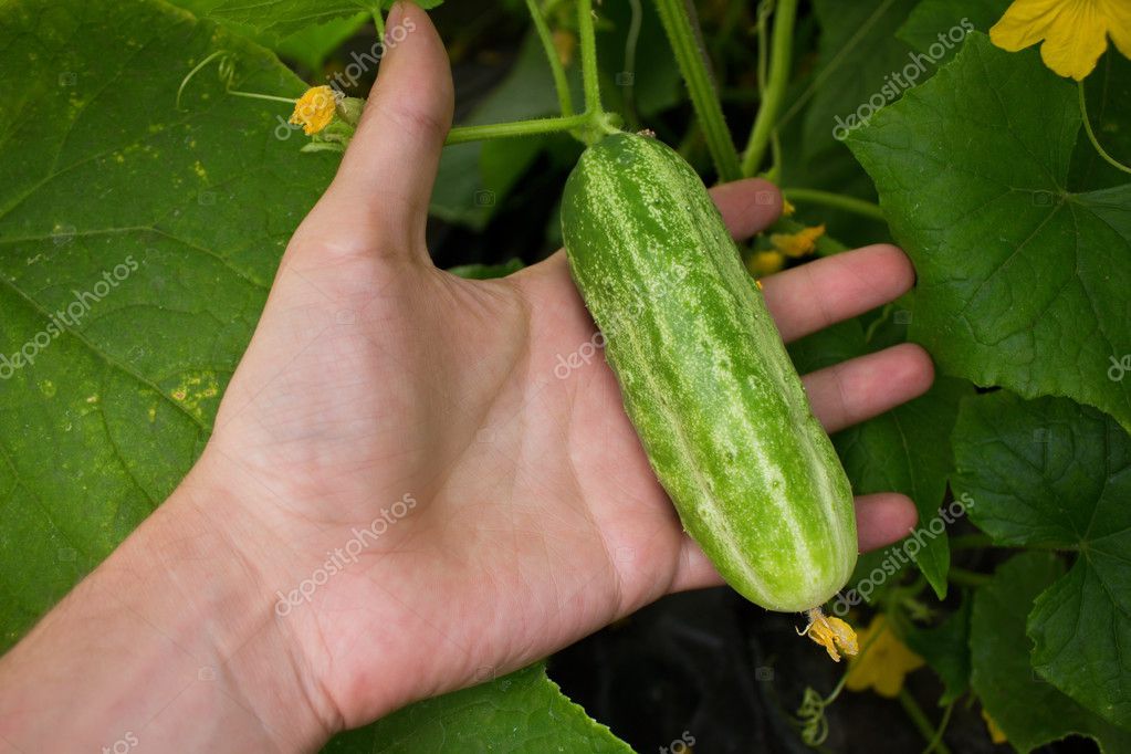 Cucumber in a man's hand 4143 Stock Photo by ©Dimanchik 12514468