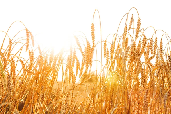 Rye Stock Photos, Royalty Free Rye Images | Depositphotos