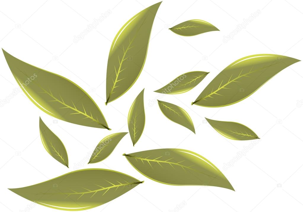 Tea Leaf Vector Free Download
