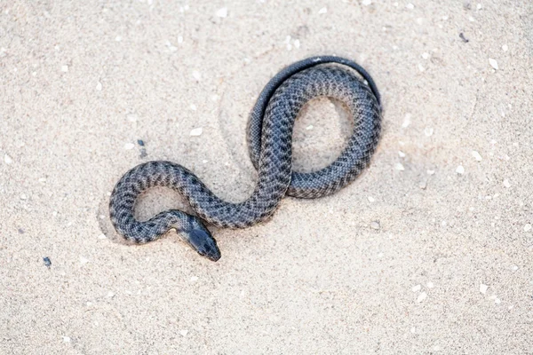 An angry serpent coiled and ready to strike. Stock Photo by ©mettus ...
