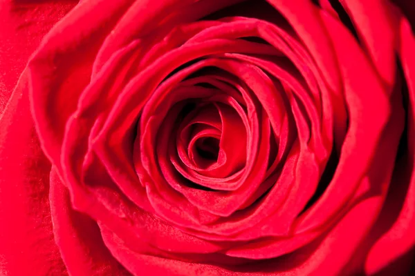 Fondo rosa roja natural fotos de stock, imágenes de Fondo rosa roja ...