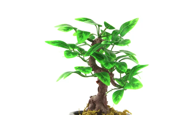 Ficus starlight images libres de droit, photos de Ficus starlight ...