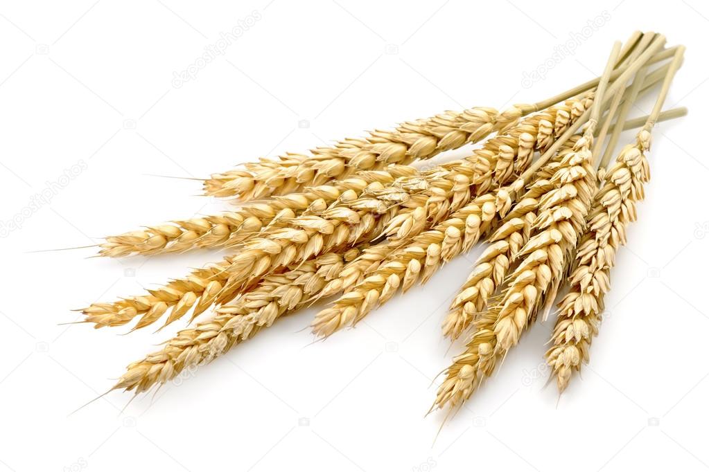 Wheat — Stock Photo © scorpp #19359313