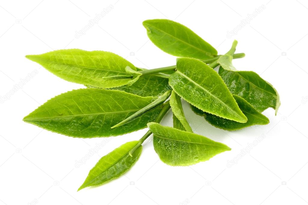 Tea leaf Stock Photo by ©scorpp 22228861