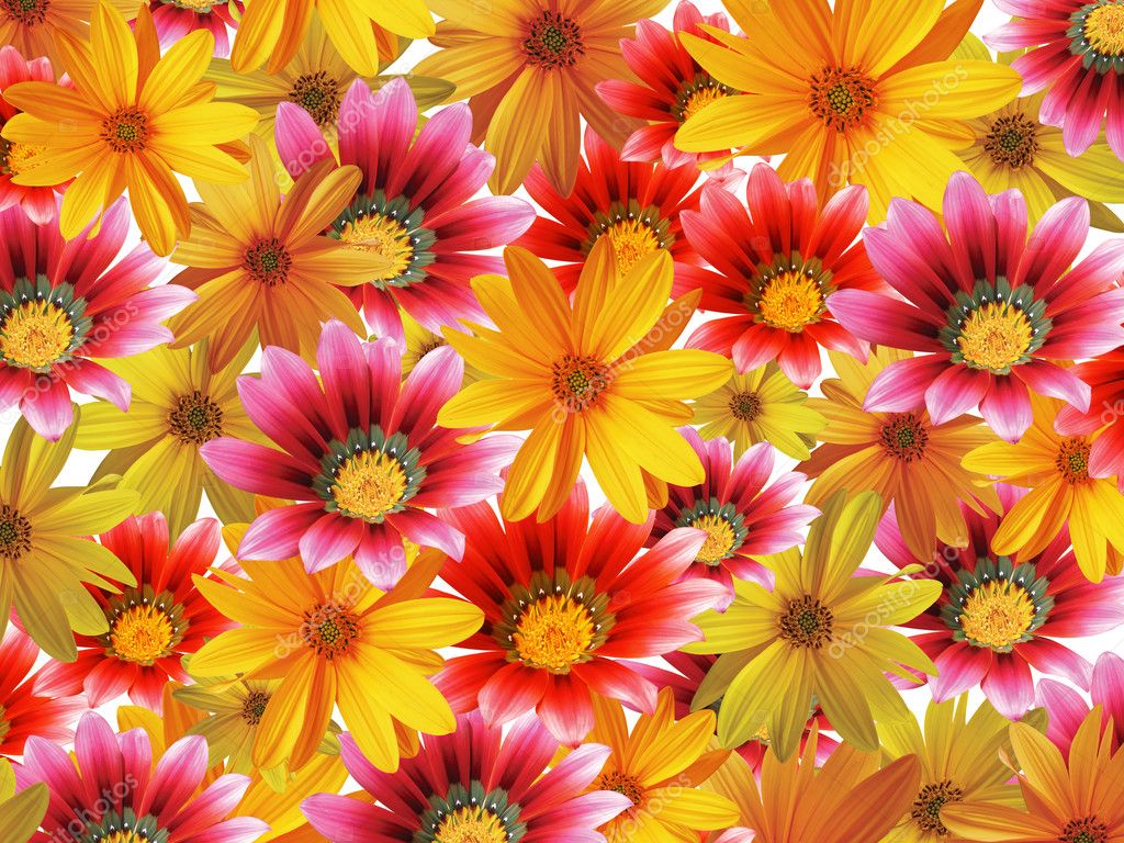 Flower background — Stock Photo © julydfg #2027544