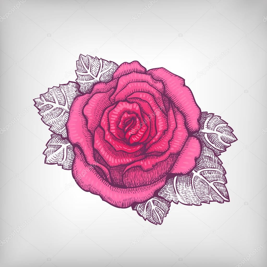 Dessin vectoriel rose Stock Vector by ©Sashsmir 20032295