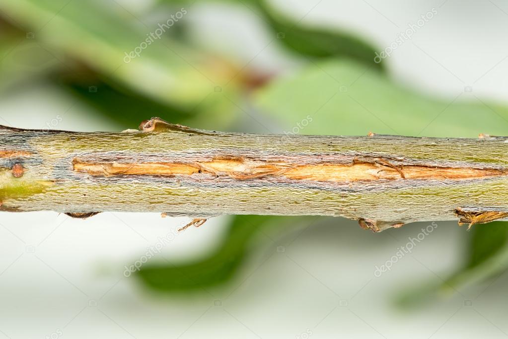 Macro image of tree damage from cicada — Stock Photo © steveheap #26906479