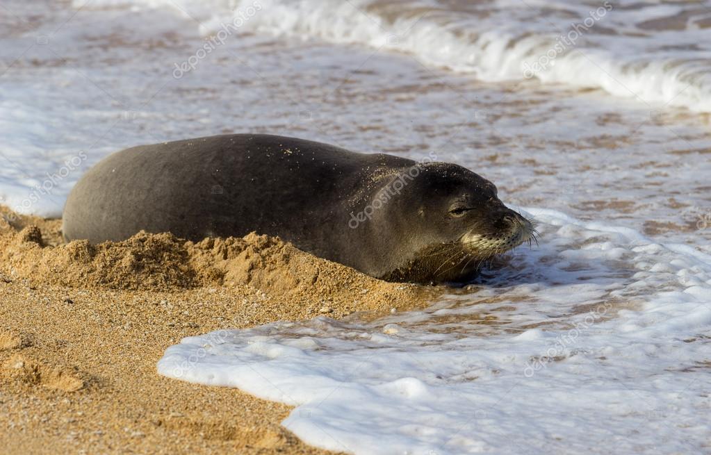 Foca Monje en la playa de los T neles Kauai 2024