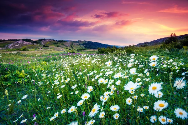 20,000,000+ imágenes de Margaritas libres de derechos | Depositphotos