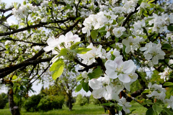 Bloeiende boomgaard Stock Photos, Royalty Free Bloeiende boomgaard ...