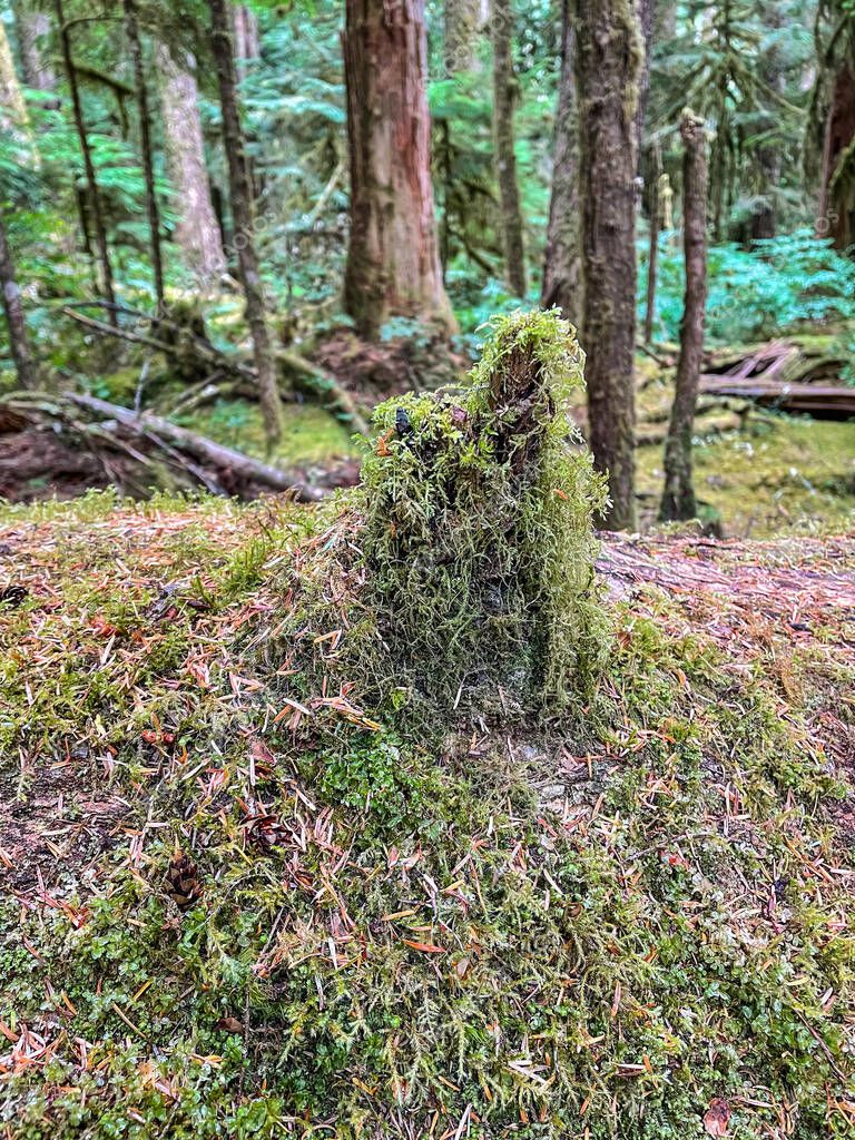 Las Cataratas del Sol Duc en el Valle del Sol Duc son llamadas las ...