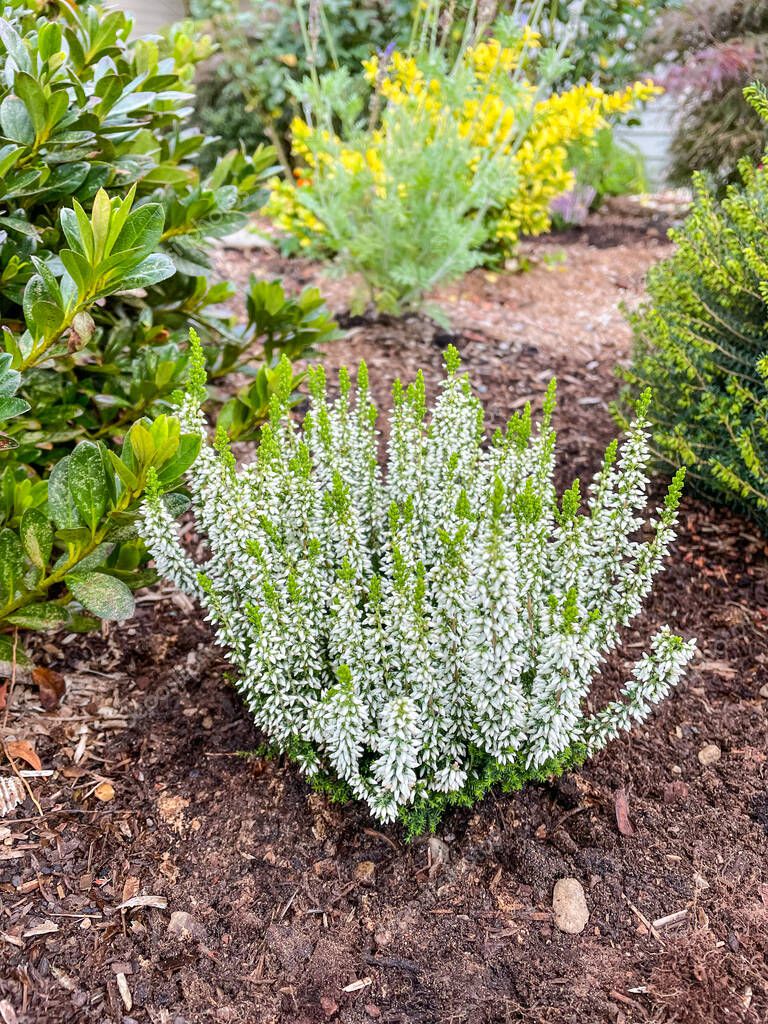 El brezo común (Calluna vulgaris) es la única especie del género ...