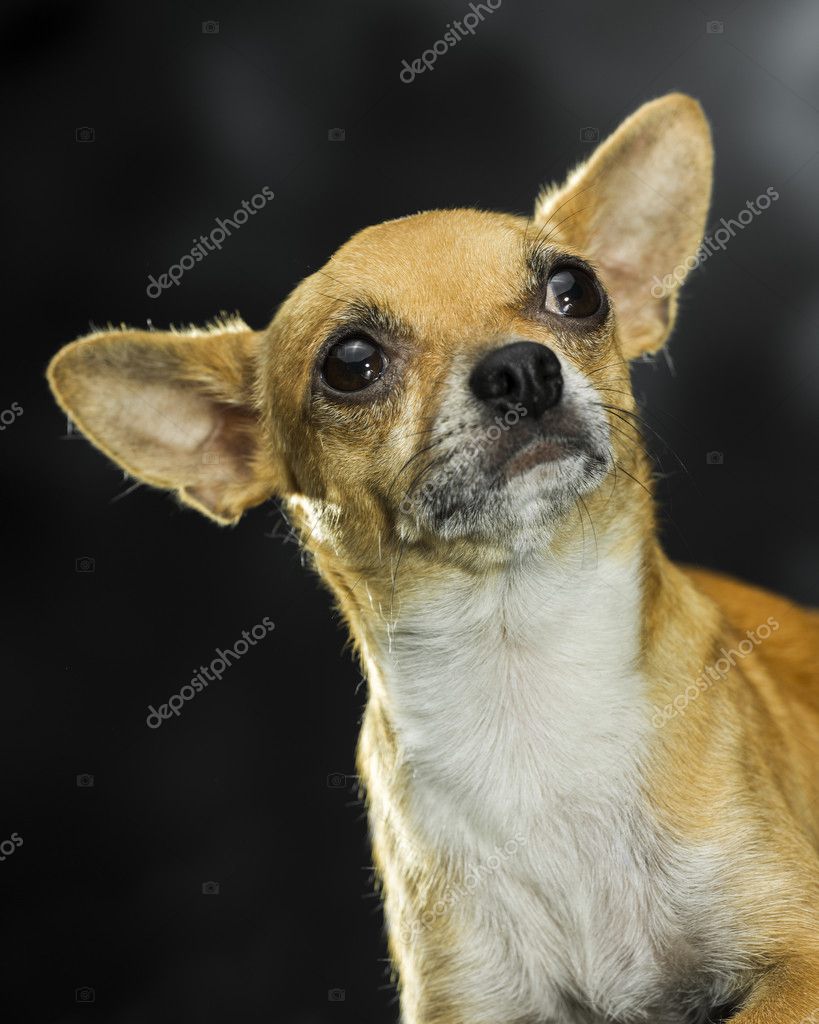 Chiuhauha portrait — Stock Photo © Immfocus #32856401