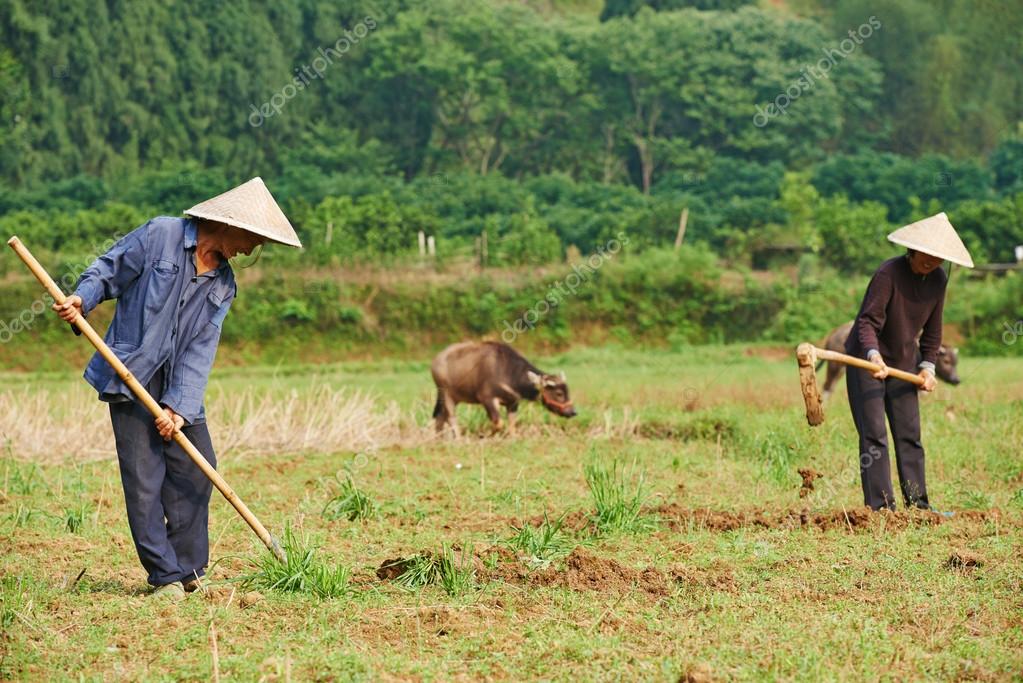 Chinese agricultural farm workers — Stock Photo © kalinovsky #30977027