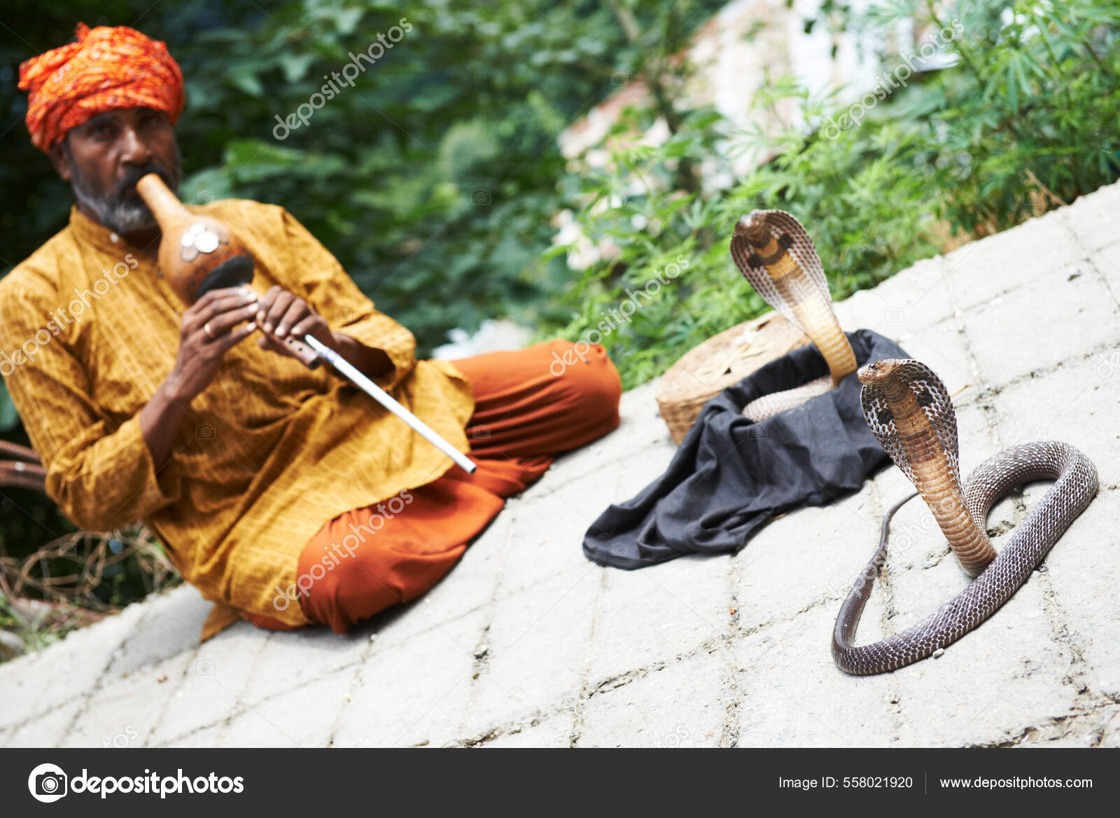 Indian Snake Charmer Adult Man Turban Playing Musical Instrument Snake ...