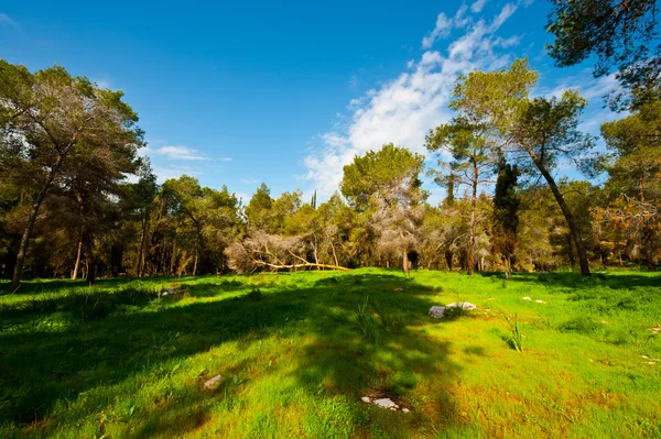 Israel landscape forest Stock Photos, Royalty Free Israel landscape ...