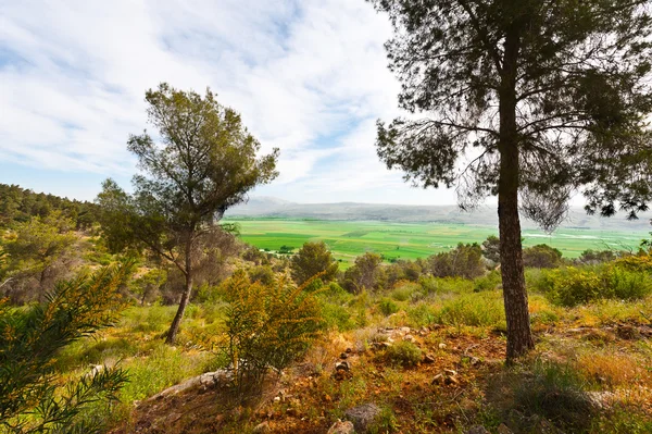 Israel landscape forest Stock Photos, Royalty Free Israel landscape ...