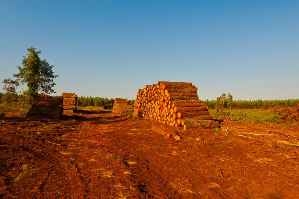 Lumbering Stock Photos, Royalty Free Lumbering Images | Depositphotos