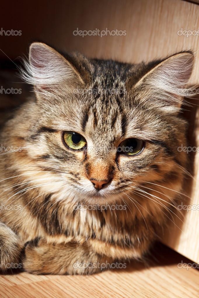 Nice cat Stock Photo by ©Shebeko 23222712
