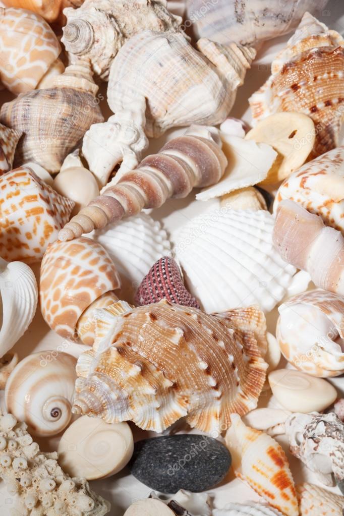 Sea shells background Stock Photo by ©Shebeko 28762565