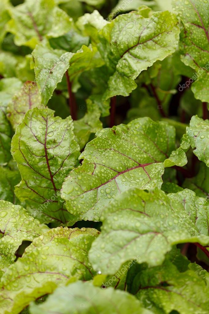 Mangold in the garden Stock Photo by ©Shebeko 28781513