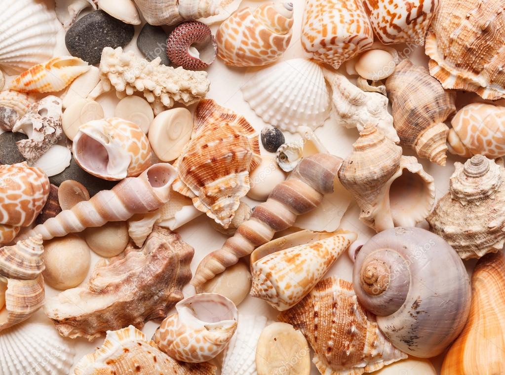 Sea shells background — Stock Photo © Shebeko #36373975
