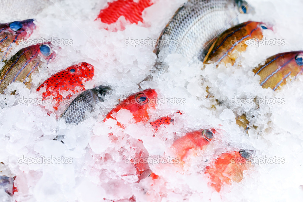 Fish on ice Stock Photo by ©Shebeko 42812825