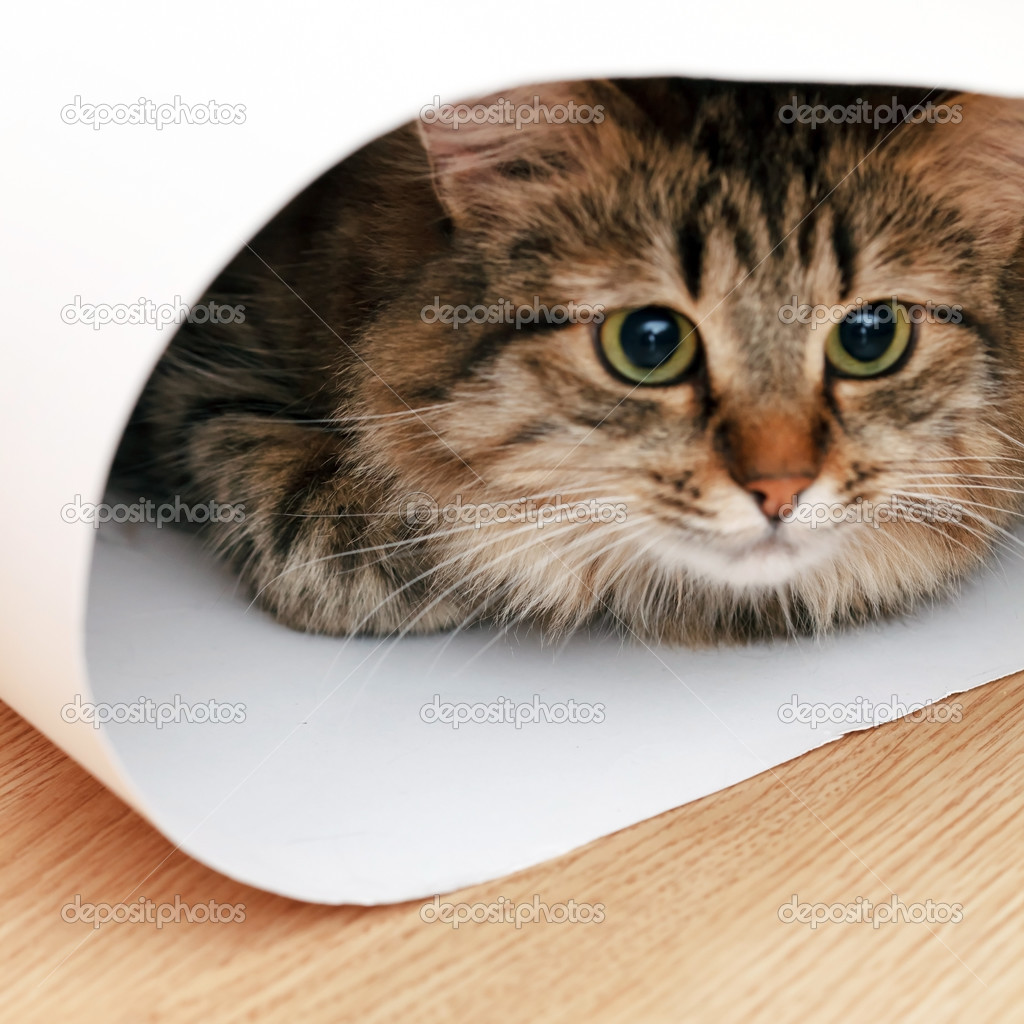 Nice cat Stock Photo by ©Shebeko 43645041
