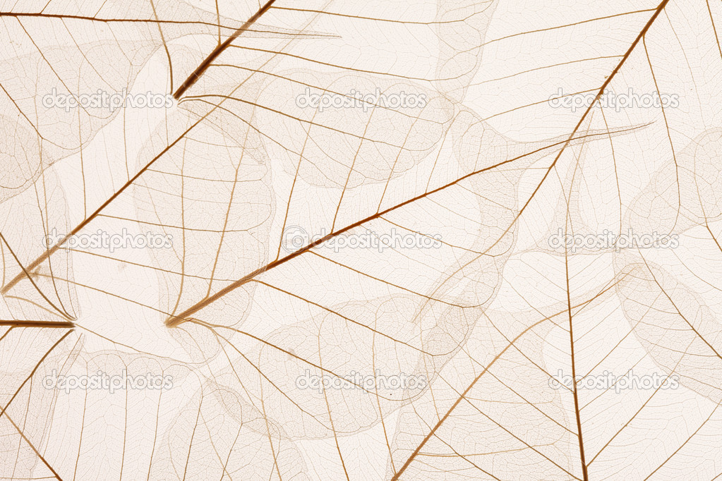 Hojas textura: fotografía de stock © Shebeko #50000435 | Depositphotos