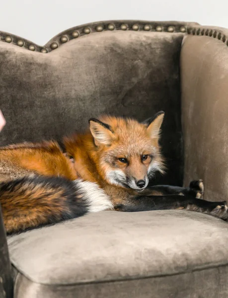 Serious business meeting Stock Photos, Royalty Free Serious business ...