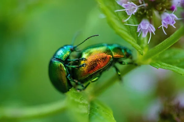 Beautiful beetles Stock Photos, Royalty Free Beautiful beetles Images | Depositphotos